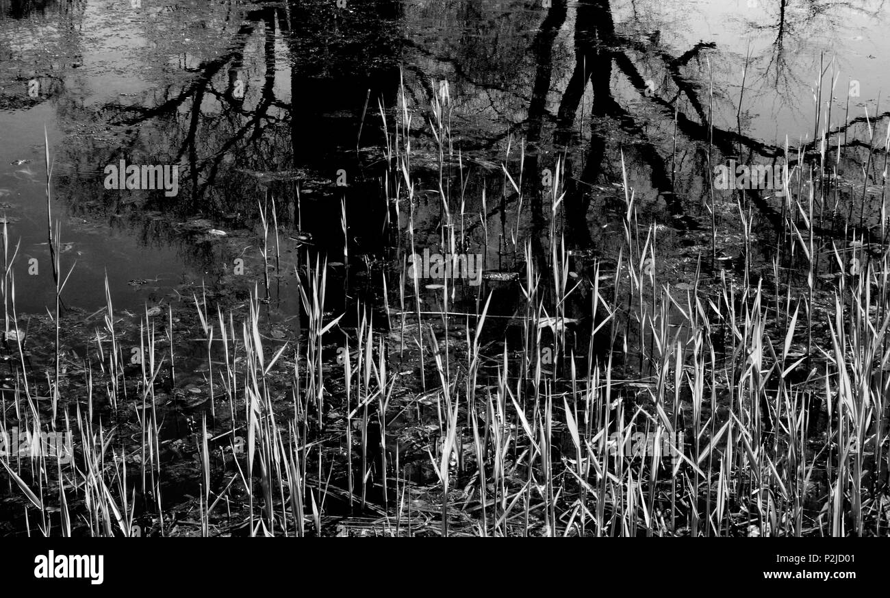 Reflections in lake surface Black and White Stock Photos & Images - Alamy