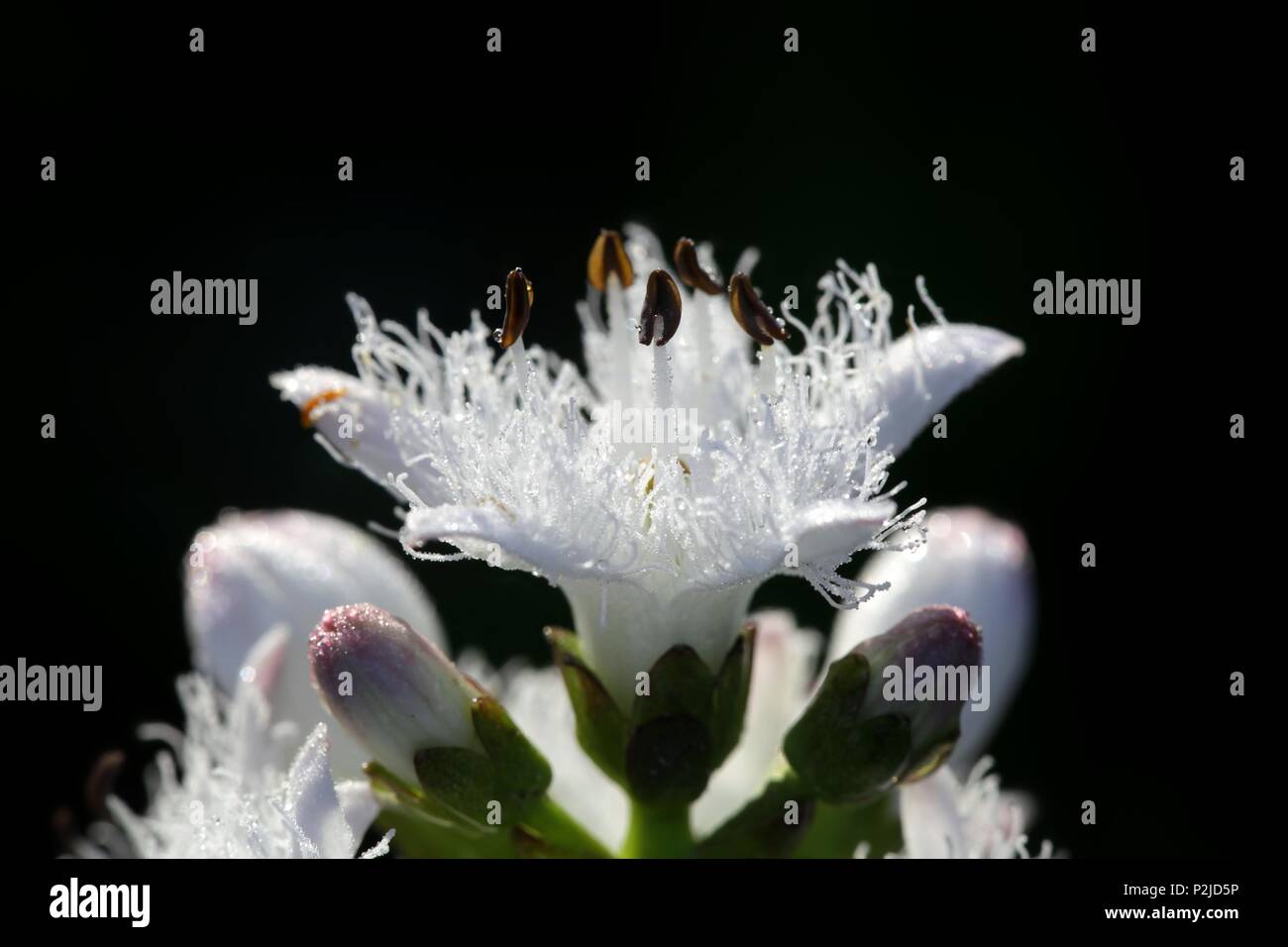 Buckbean,also called Bog Bean, Buck Bean and Marsh Trefoil, Menyanthes ...