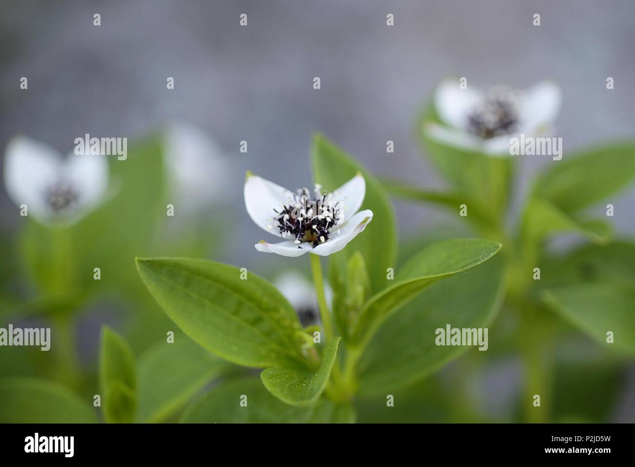 Dwarf cornel or bunchberry, Cornus suecica Stock Photo - Alamy