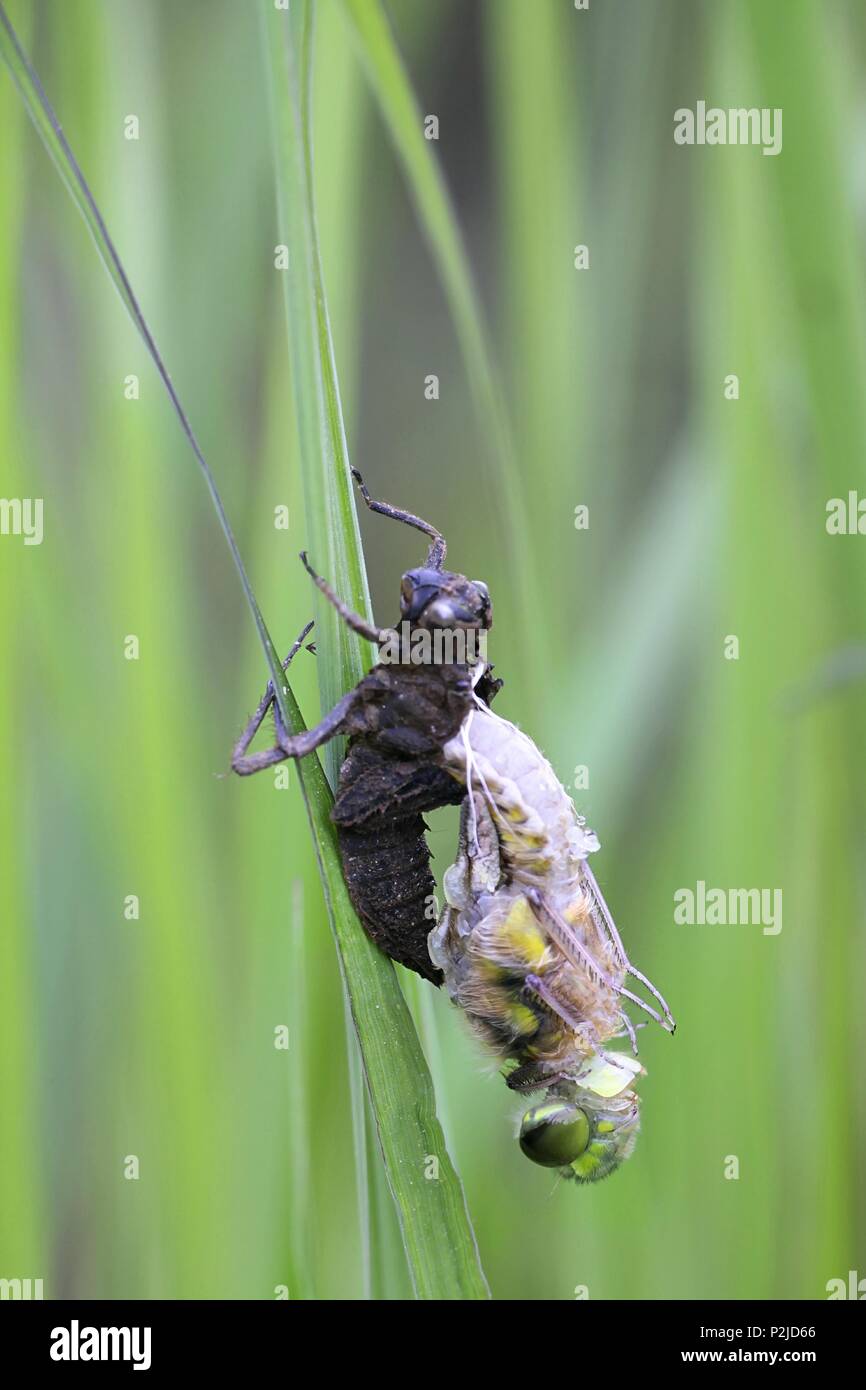 Hatching dragonfly hi-res stock photography and images - Alamy