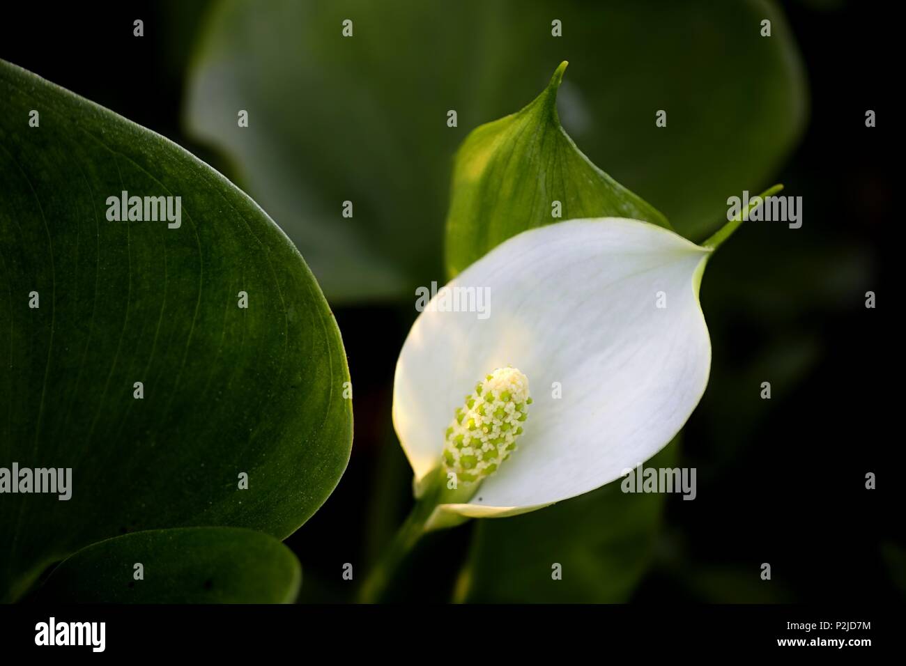 Bog arun, also called Wild Calla, Marsh Calla, Water Arum, Water-arum ...