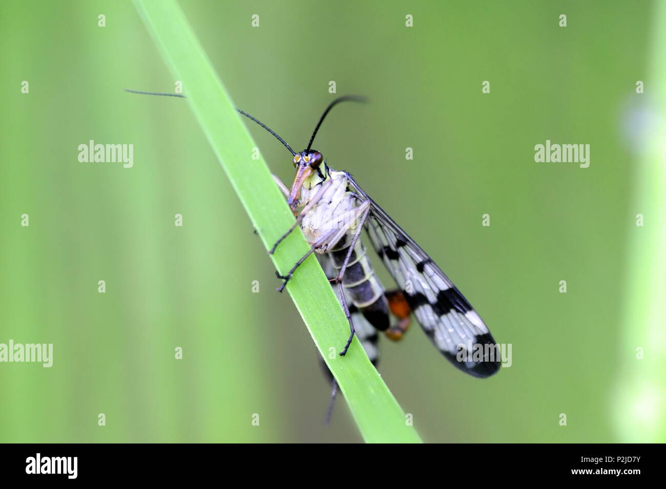 Panorpa communis, common scorpion fly Stock Photo - Alamy