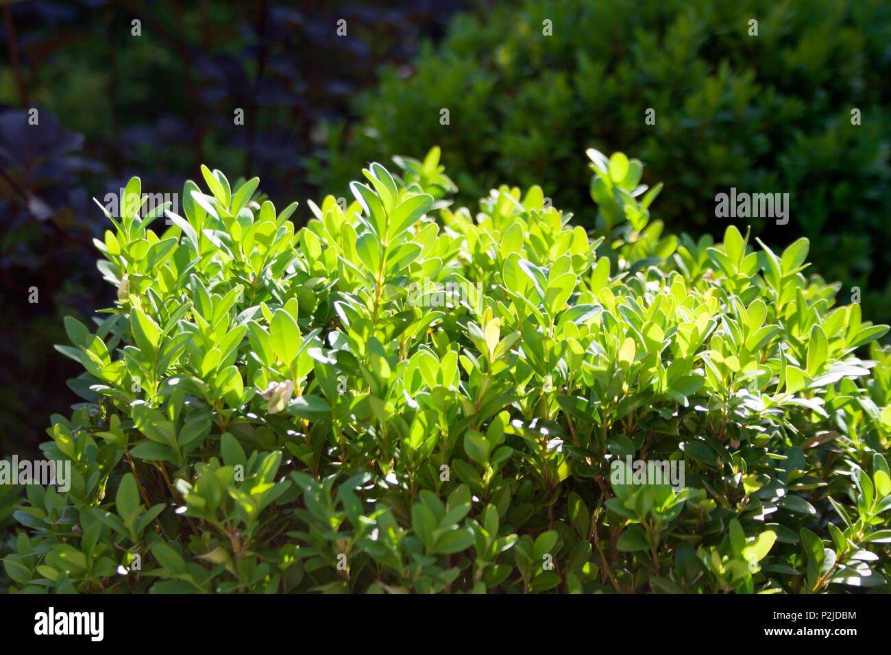 Crown greenhouse hi-res stock photography and images - Alamy