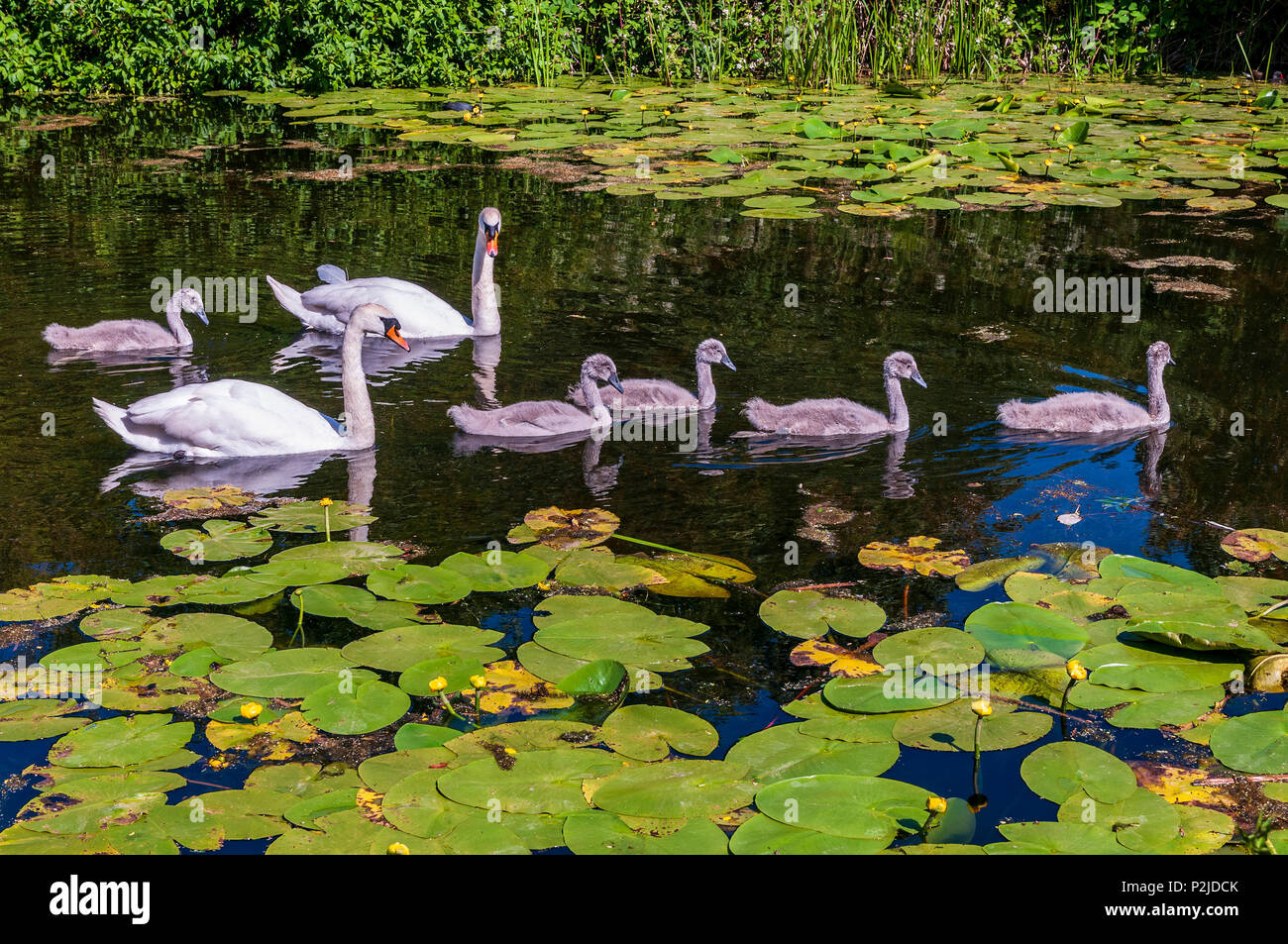 Family swans cygnets canal hi-res stock photography and images - Alamy