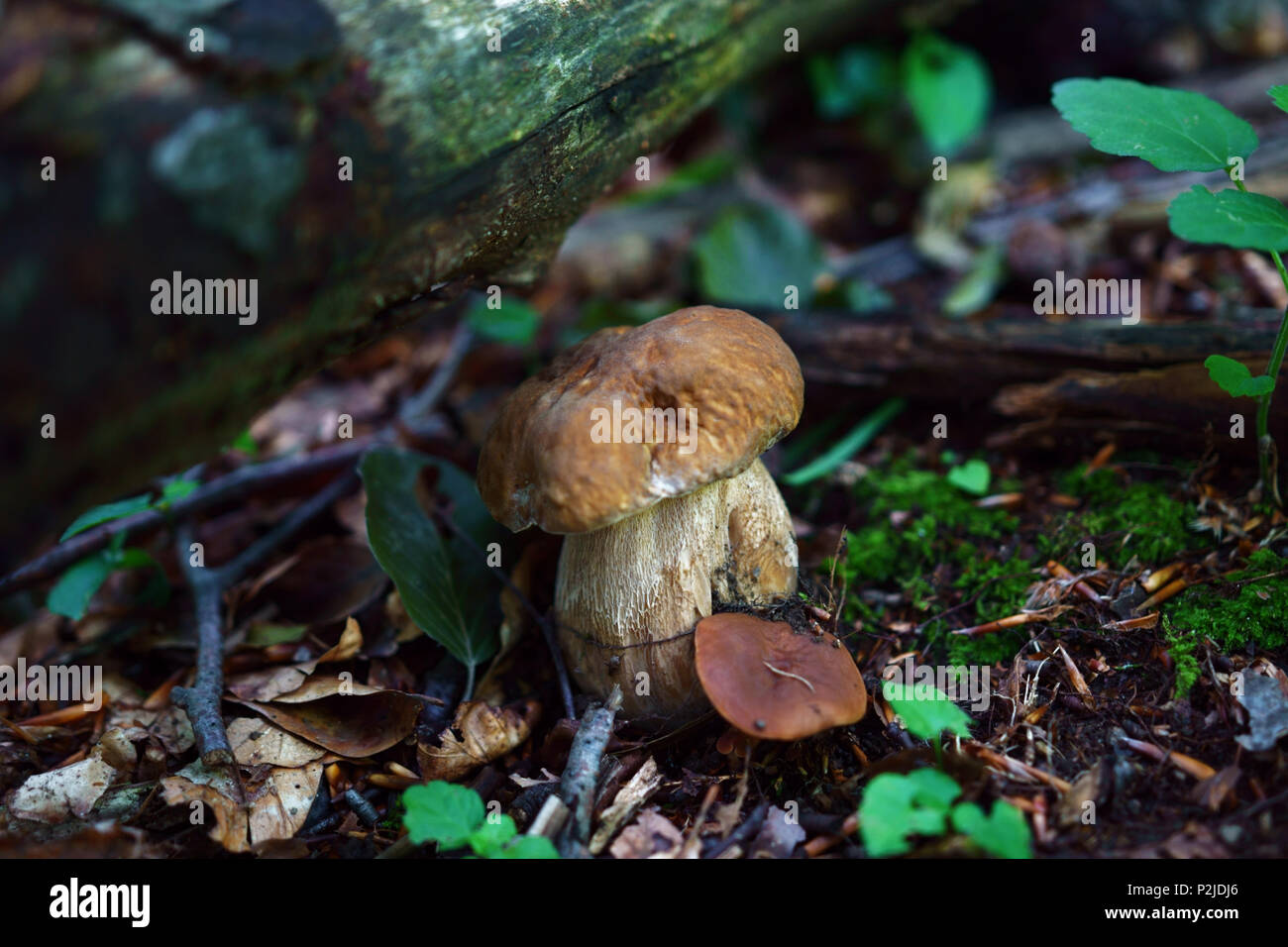 Porcini Mushroom, Boletus edulis Stock Photo - Alamy