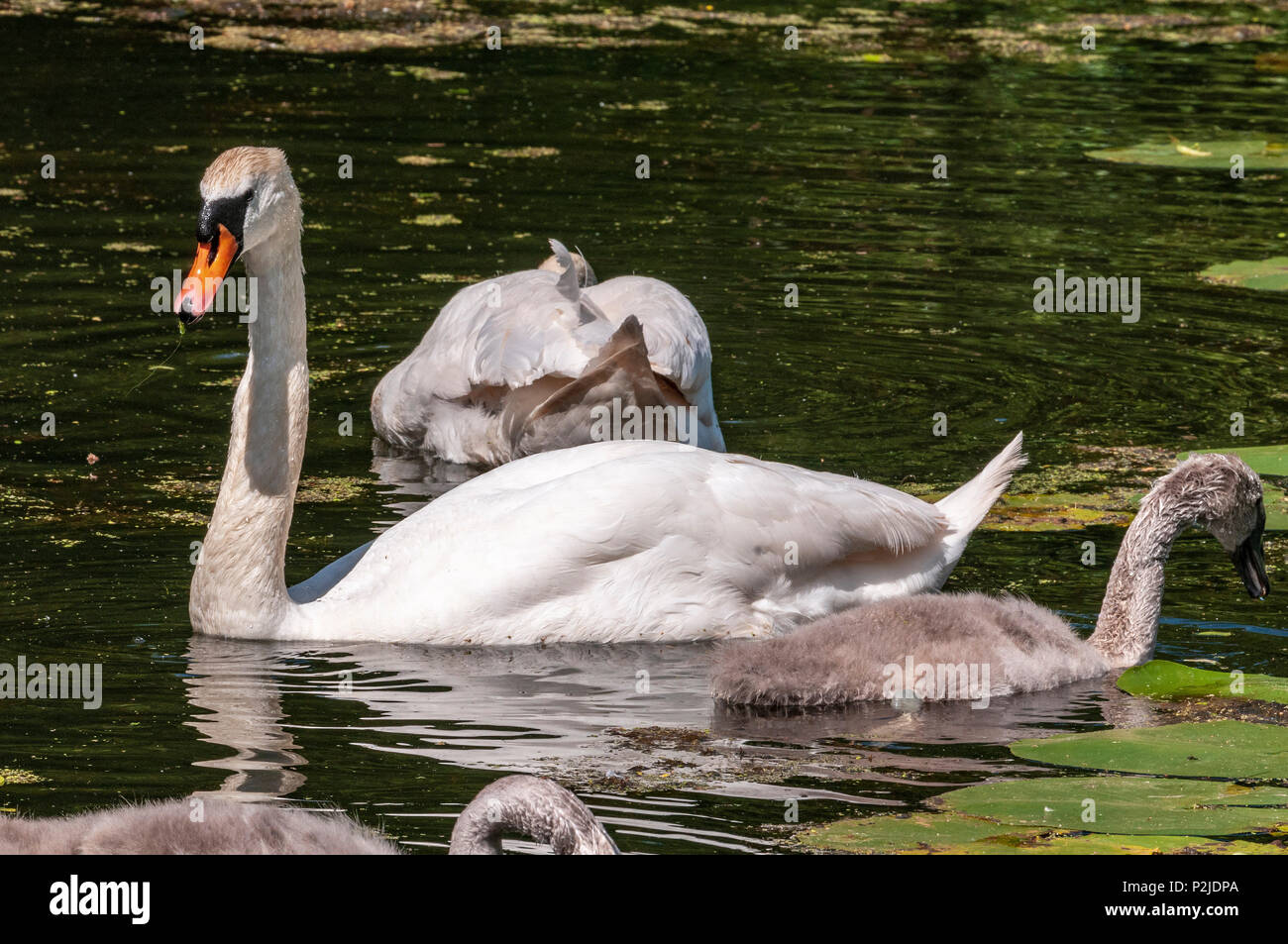 Mute swan family parents and cygnets on the Sankey canal Stock Photo - Alamy