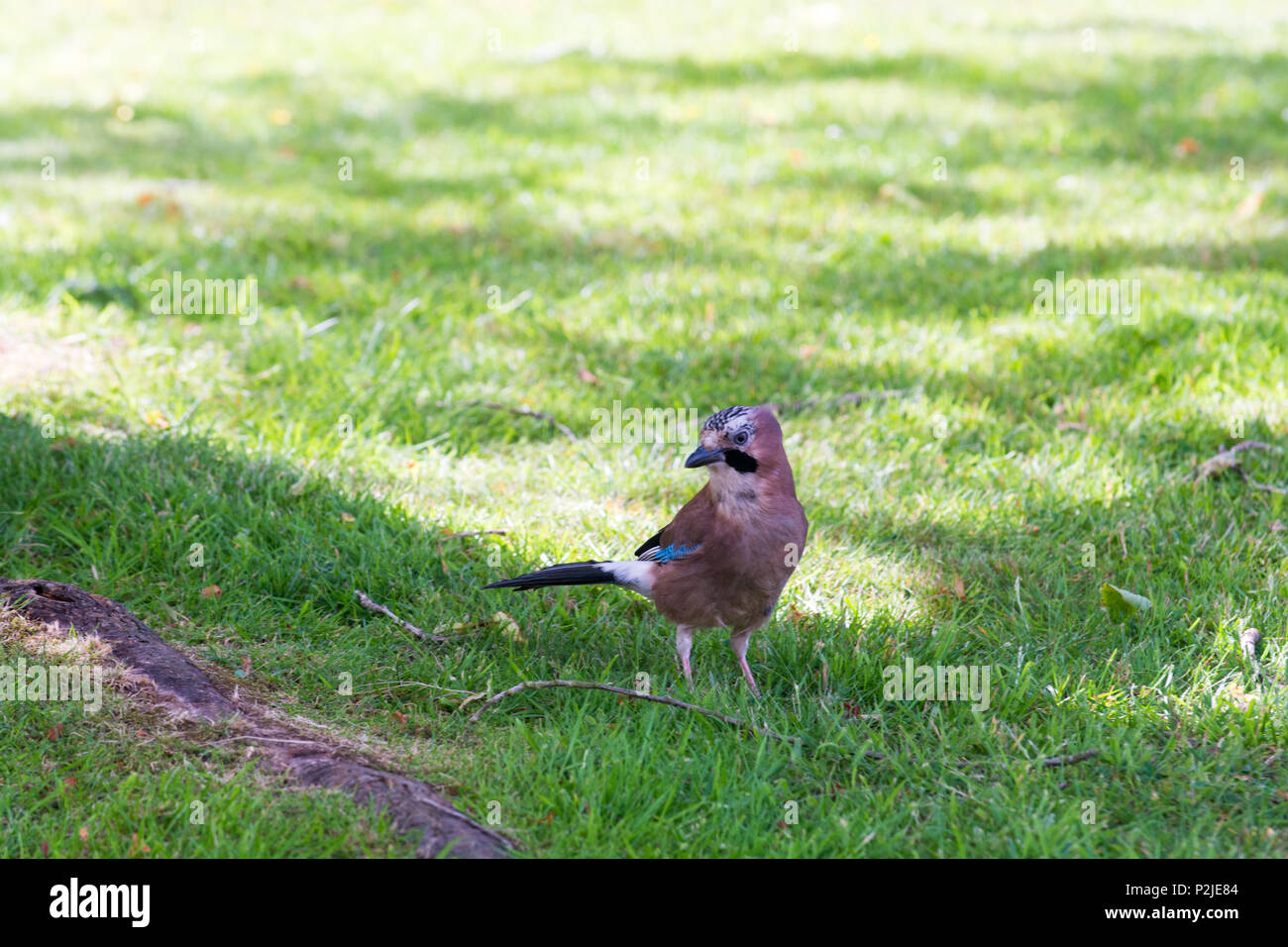 Jay bird close up hi-res stock photography and images - Alamy