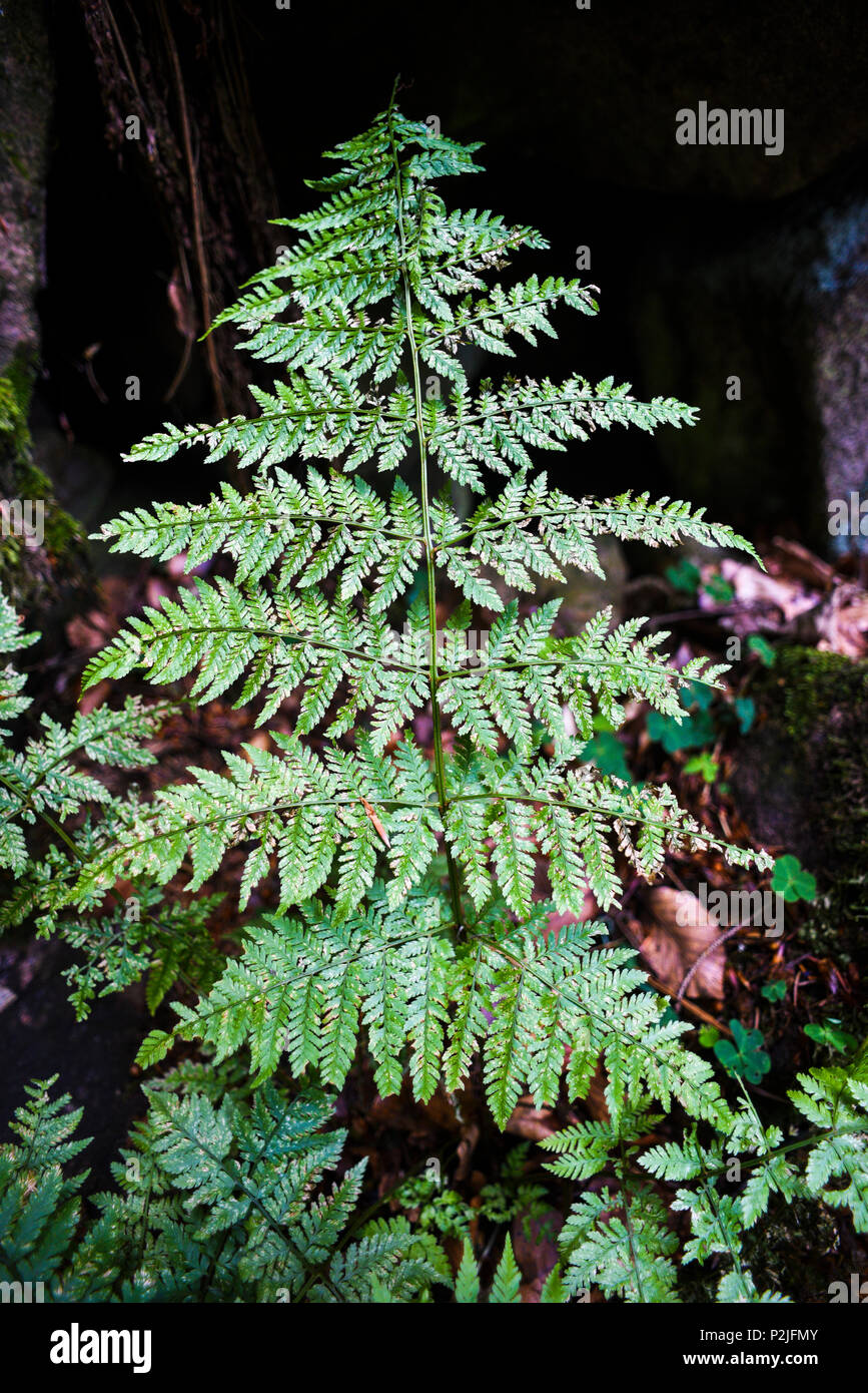 Polypody fern tree hi-res stock photography and images - Alamy