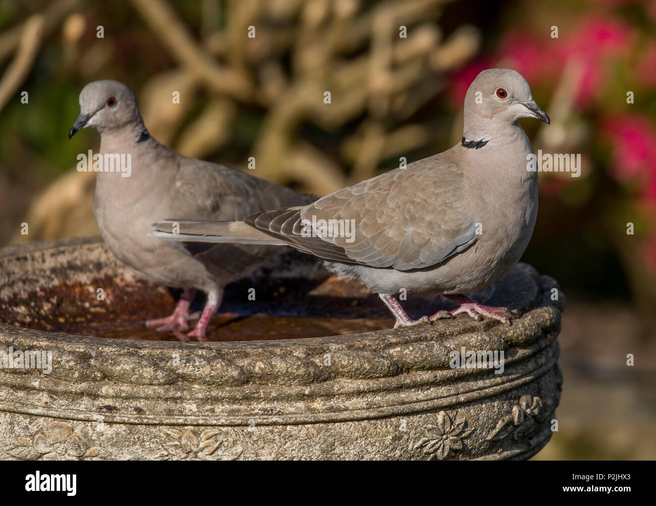 Collared dove bath hi-res stock photography and images - Alamy
