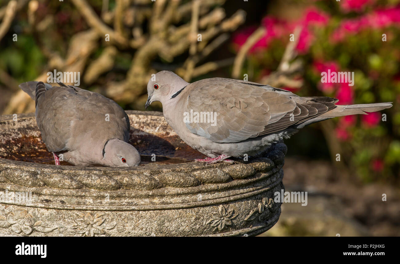 Collared dove bath hi-res stock photography and images - Alamy