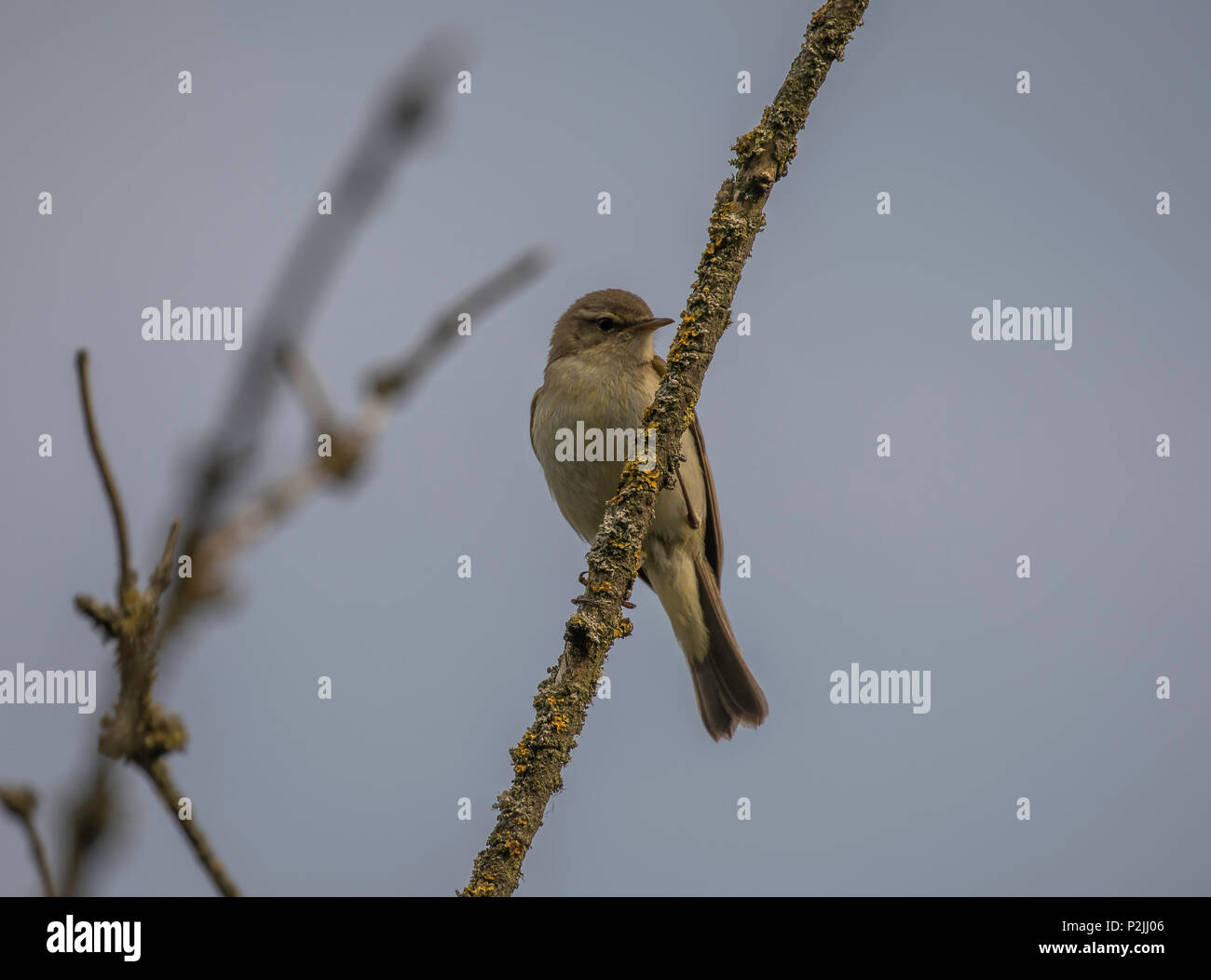 Chiff chaff tree hi-res stock photography and images - Alamy