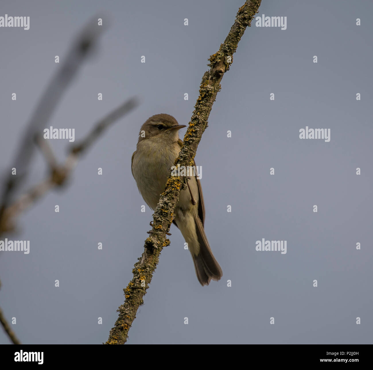 Chiff chaff bird uk hi-res stock photography and images - Alamy