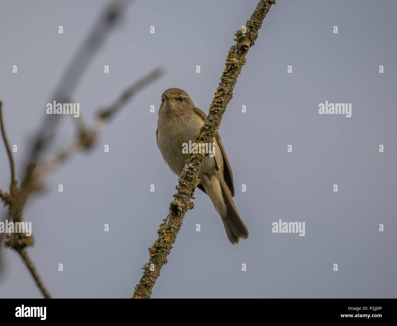 Chiff chaff bird uk hi-res stock photography and images - Alamy