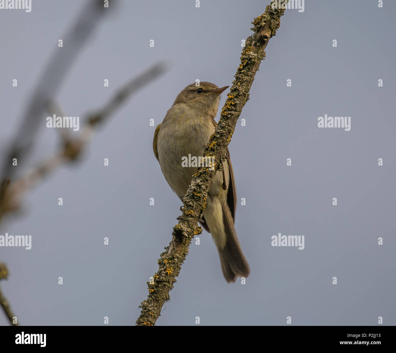 Chiff Chaff Bird Uk High Resolution Stock Photography and Images - Alamy