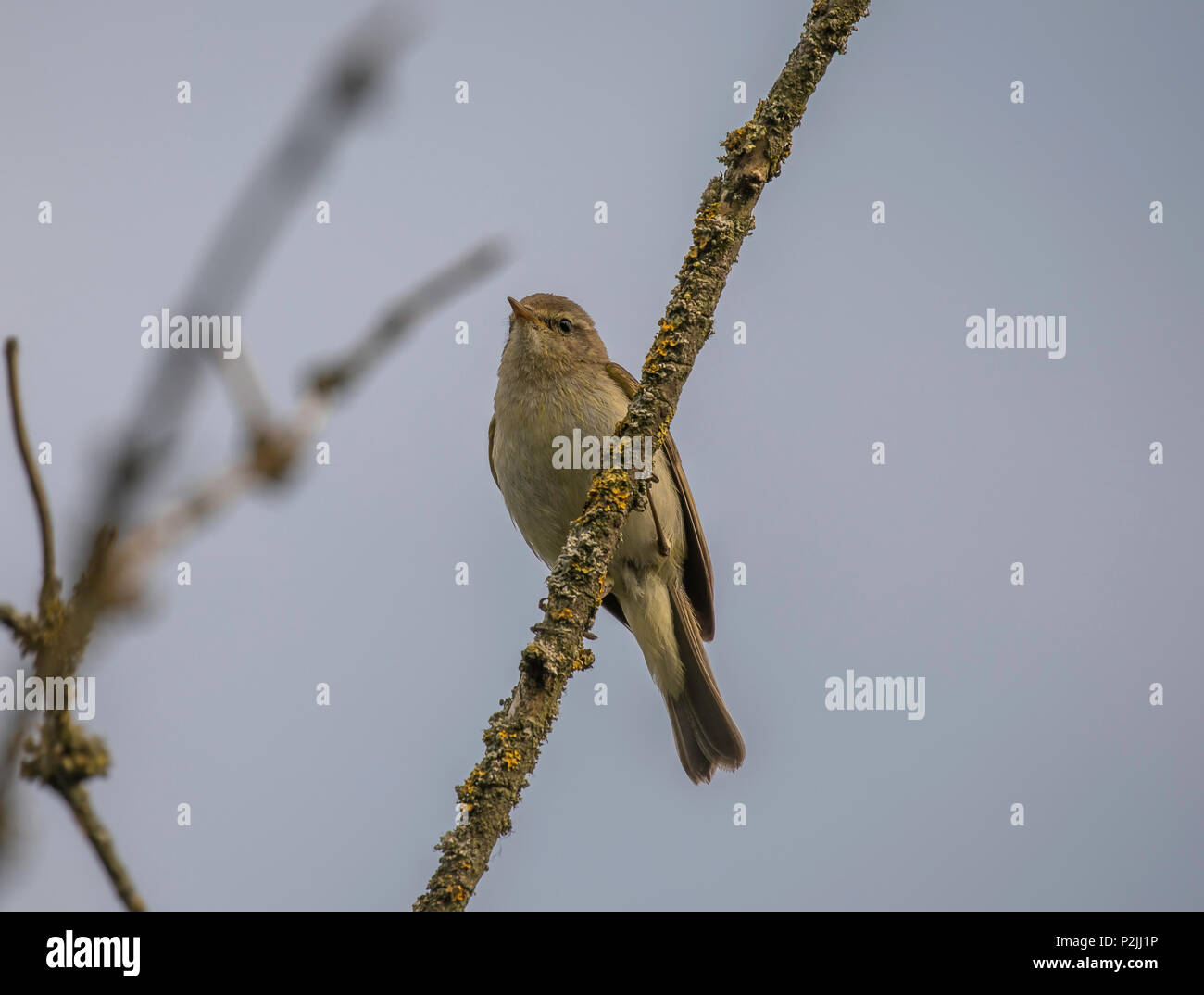 Chiff chaff bird uk hi-res stock photography and images - Alamy