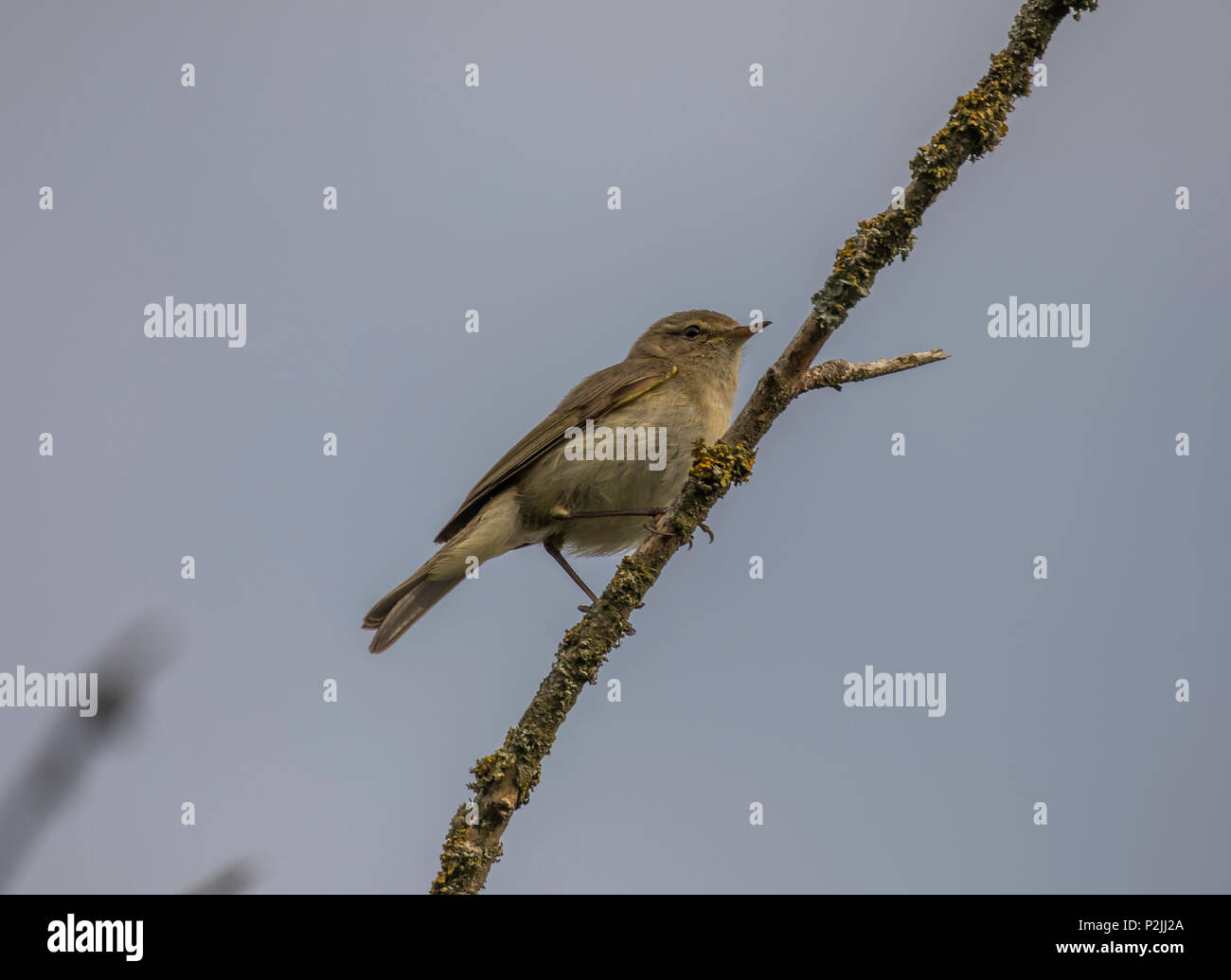 Chiff chaff tree hi-res stock photography and images - Alamy