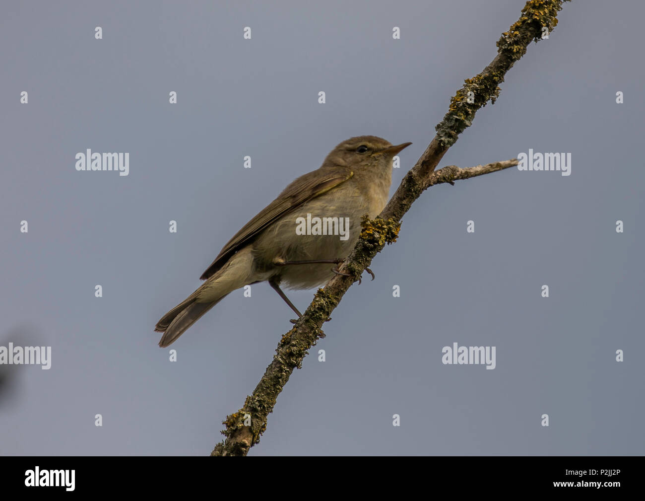 Chiff chaff bird uk hi-res stock photography and images - Alamy