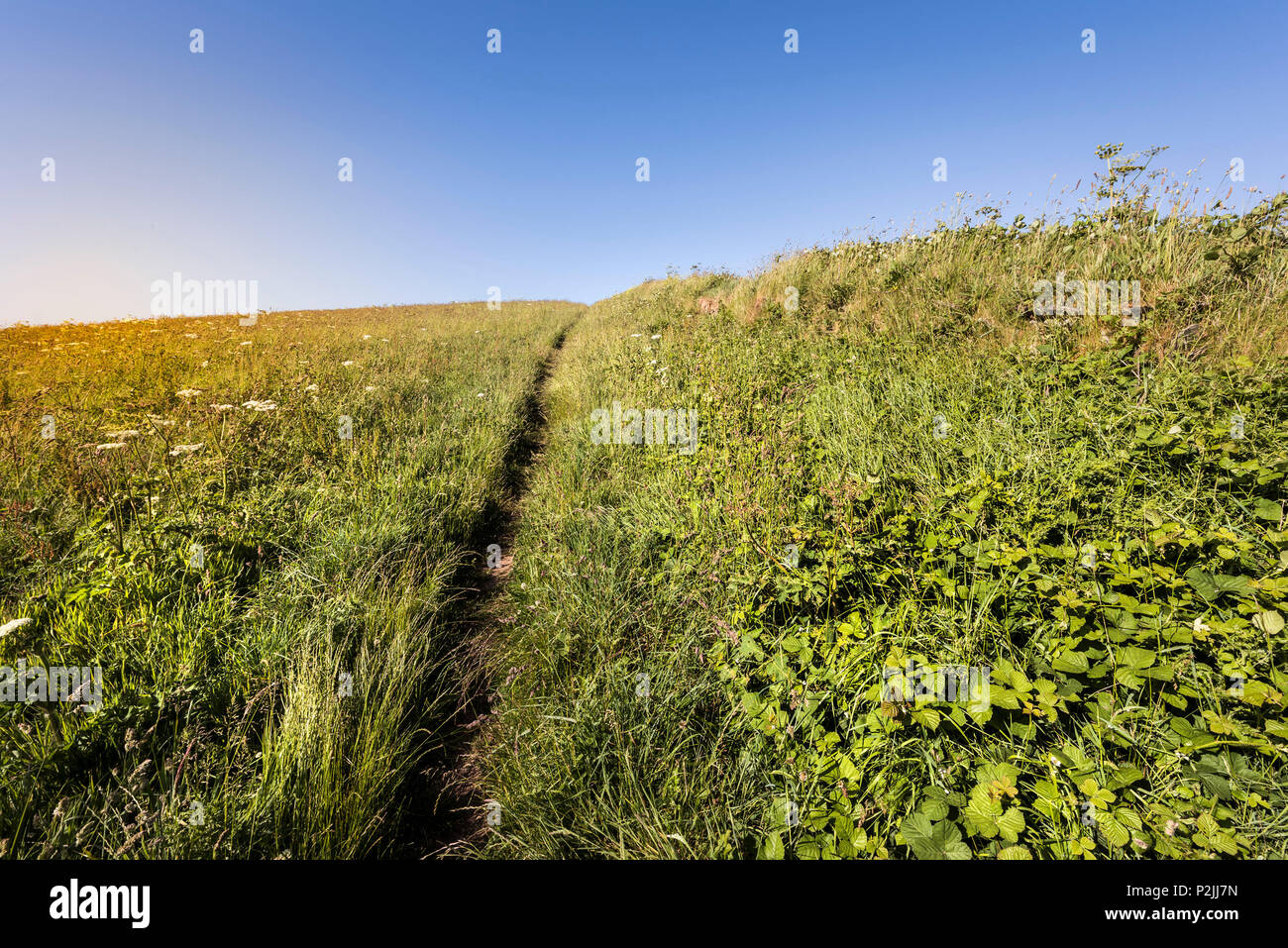 Cornish countryside track hi-res stock photography and images - Alamy