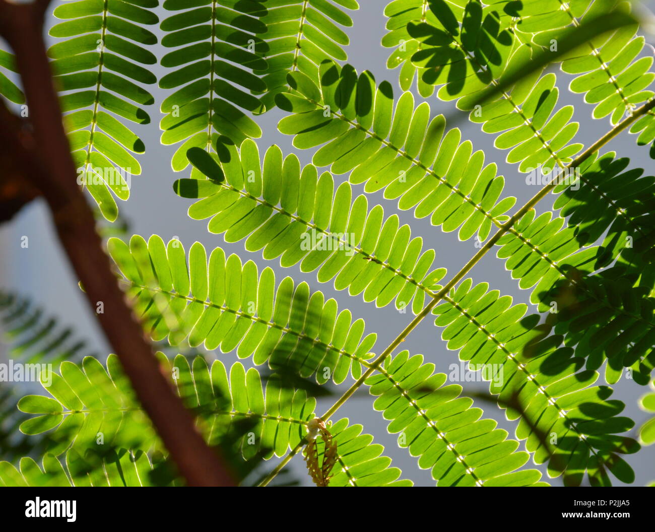 soap pod tropical plant in garden Stock Photo - Alamy