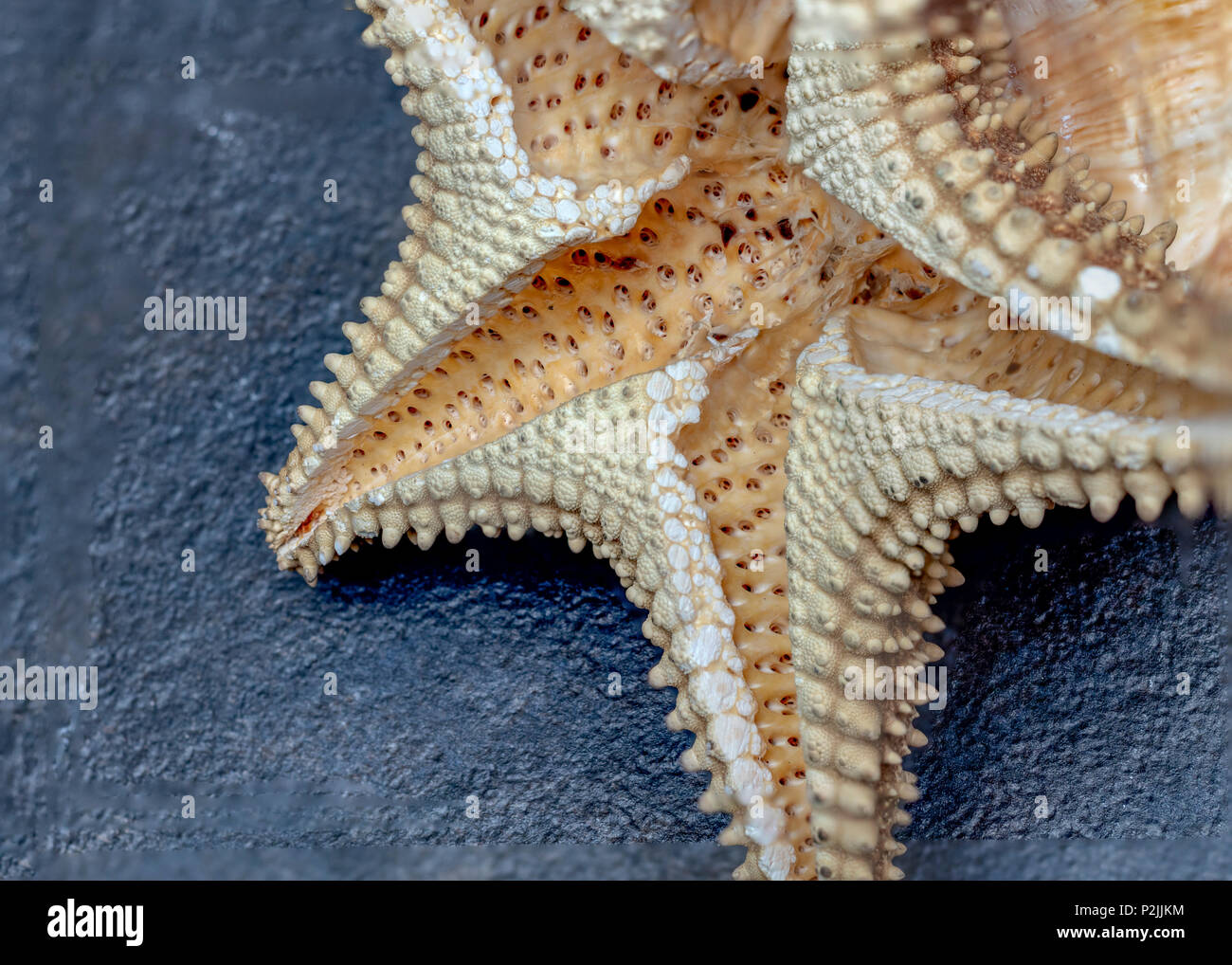 Rough texture but still fragile. These animals once dry become very ...