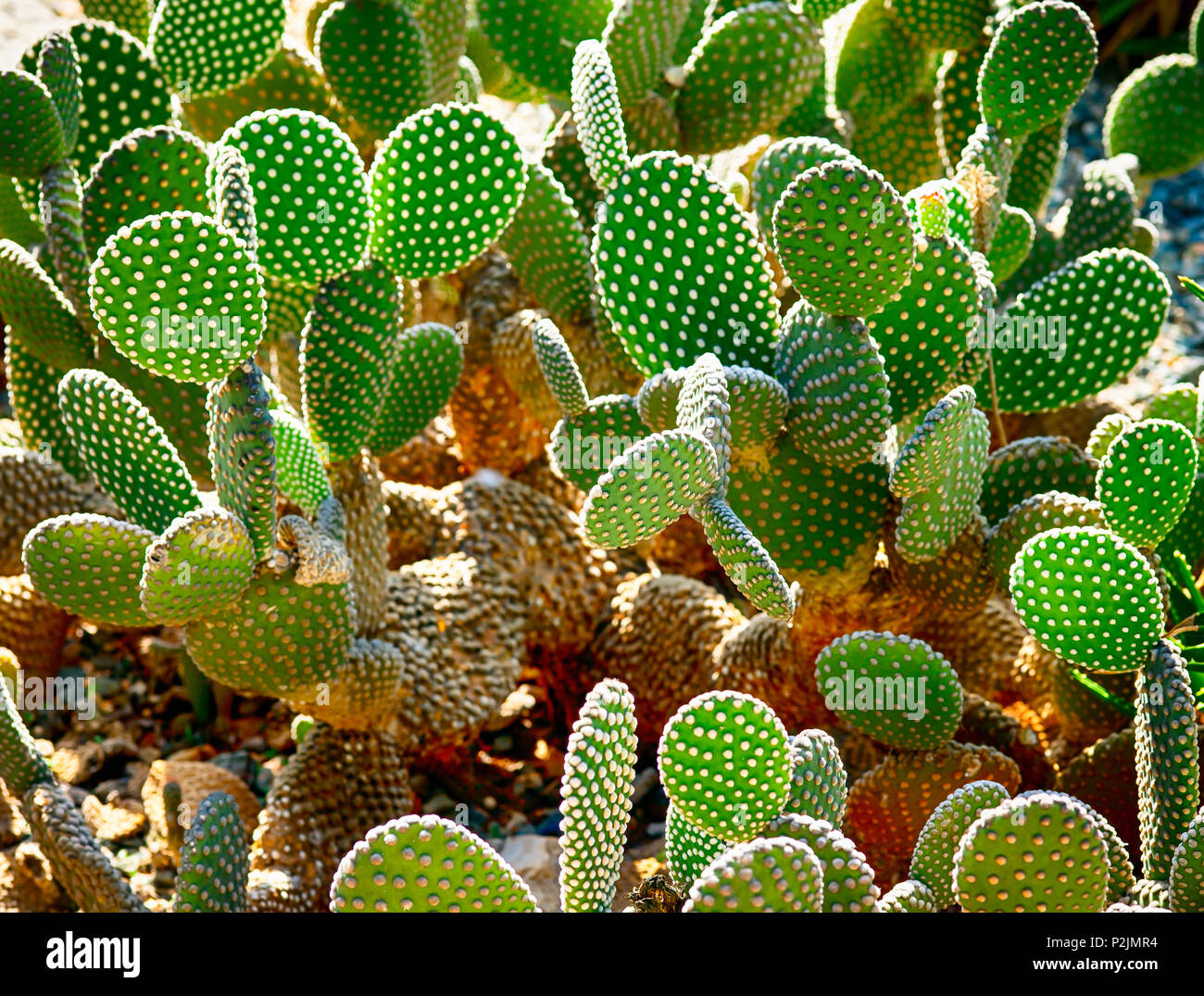 Saguaro cactus frame hi-res stock photography and images - Alamy