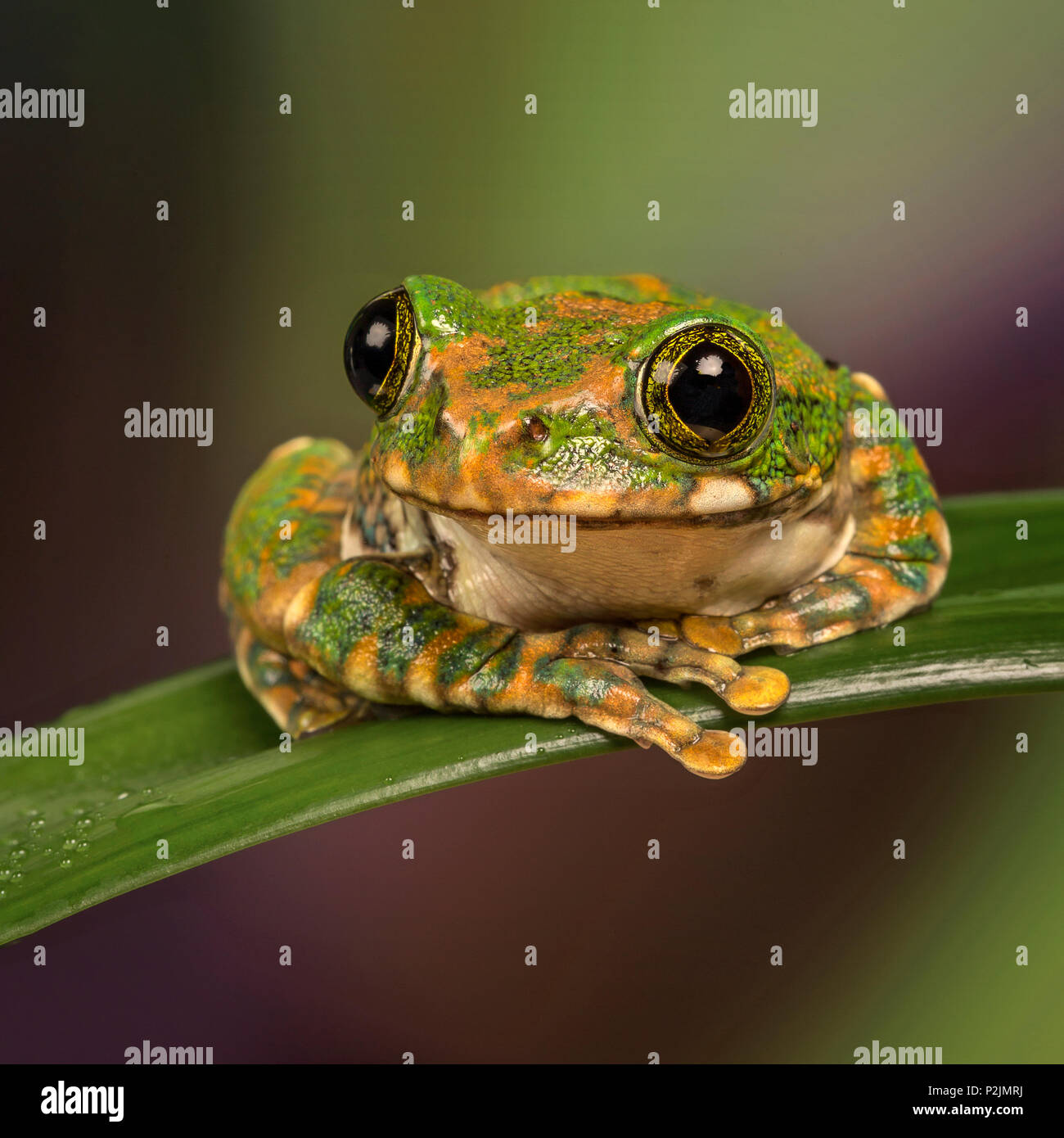 Amani forest tree frog hi-res stock photography and images - Alamy