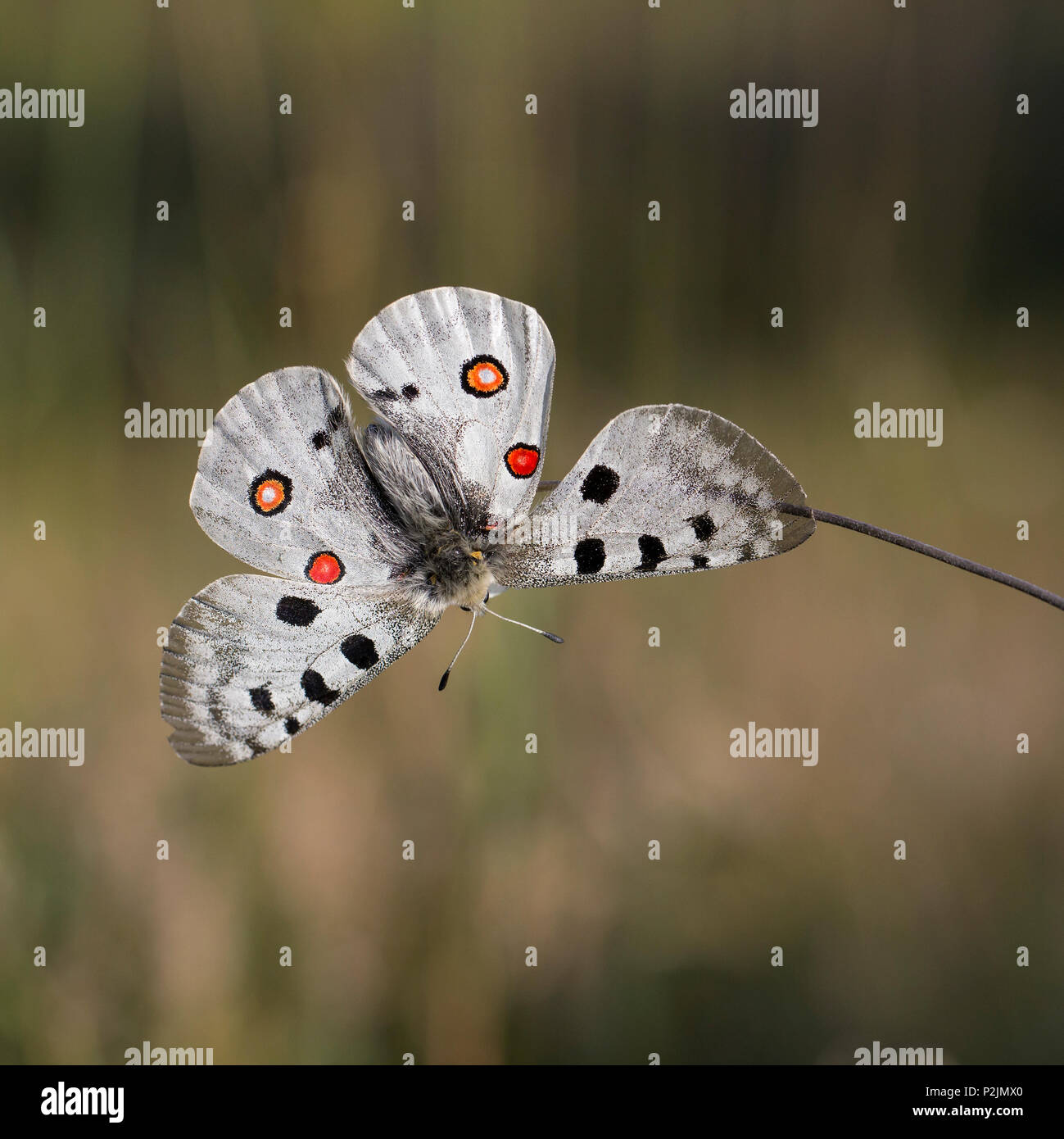 Mariposa apollo hi-res stock photography and images - Alamy