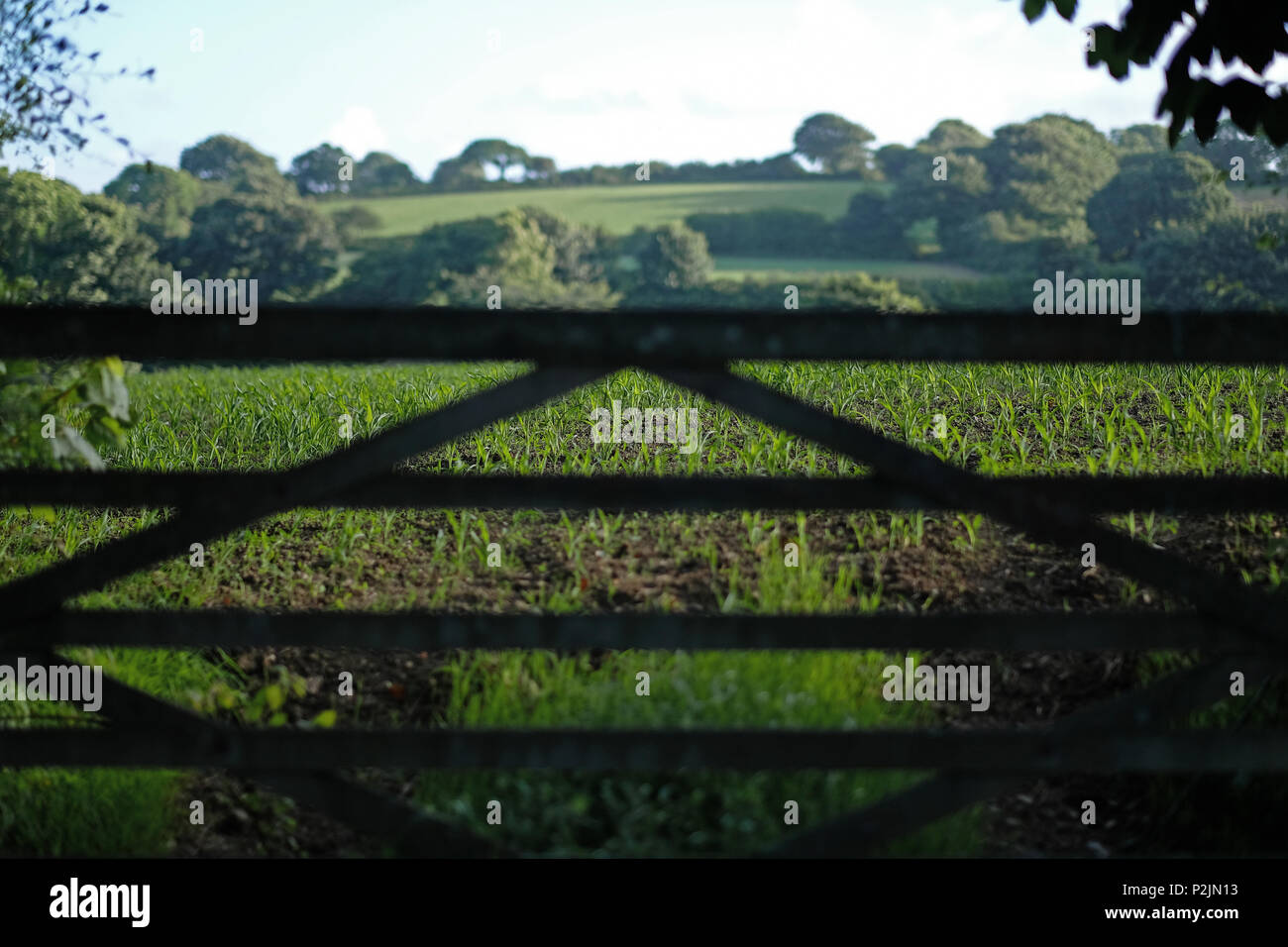 A field gate with crops in the field behind Stock Photo - Alamy