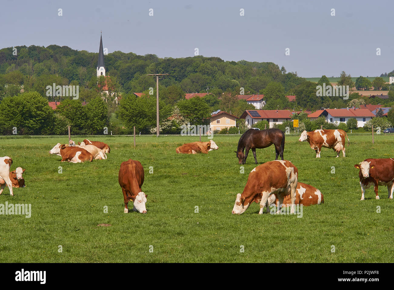 Farm animals, cows and horses in the middle of bavaria germany Stock ...