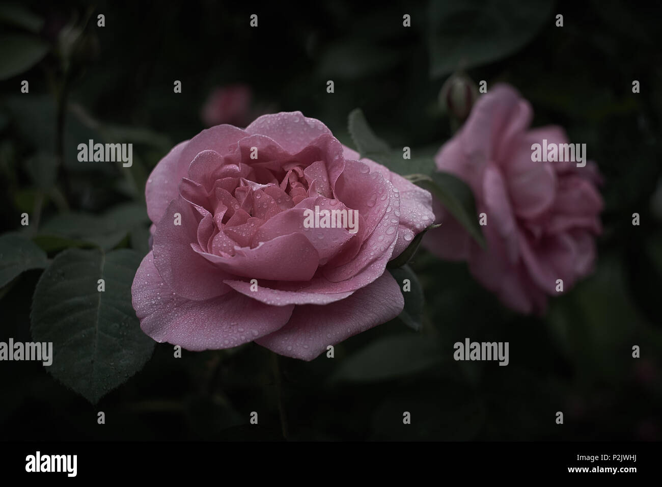 Beautiful pink rose with water drops Stock Photo - Alamy