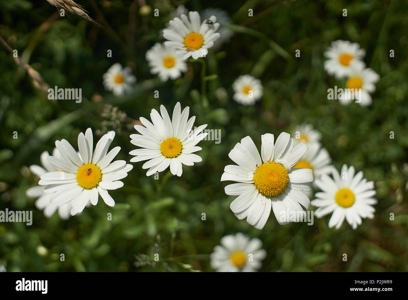 Beautiful floral nature background. Many fresh wild daisy flowers ...