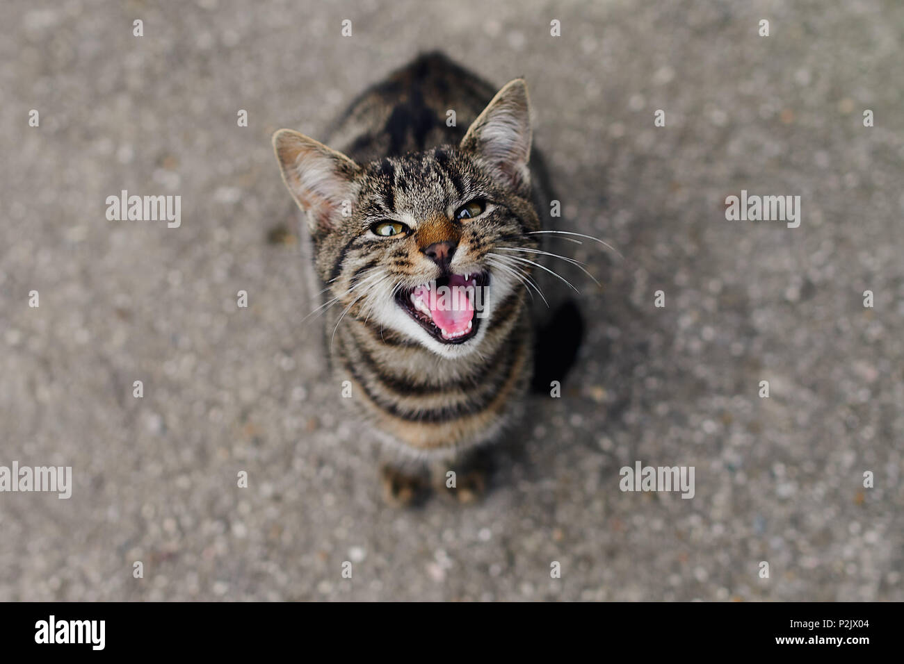Domestic Cat Paw And Mouth High Resolution Stock Photography and Images ...