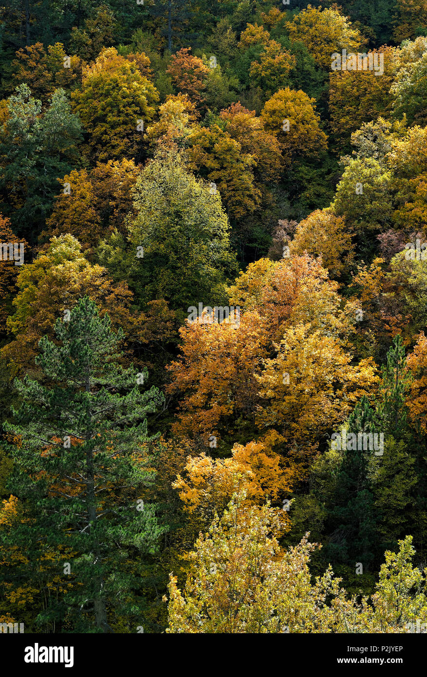 Autumn colorful foliage on Mount Gramos, Greece Stock Photo - Alamy