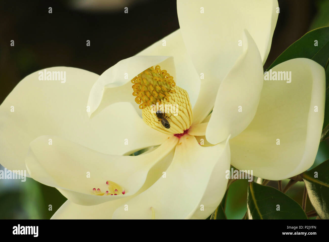 Bees collecting pollen from the Magnolia Grandiflora flower, also known ...