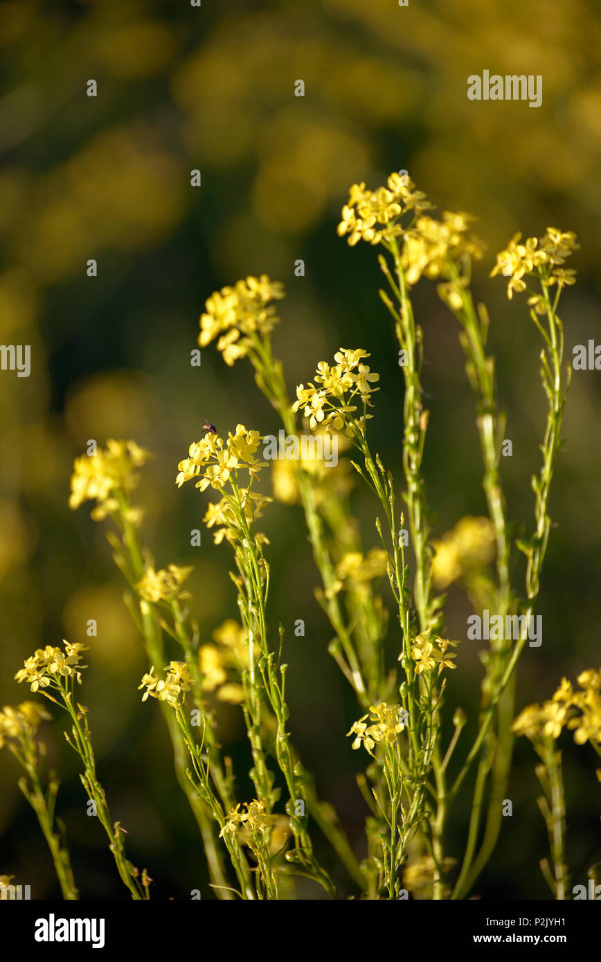 Yellow field cress hi-res stock photography and images - Alamy