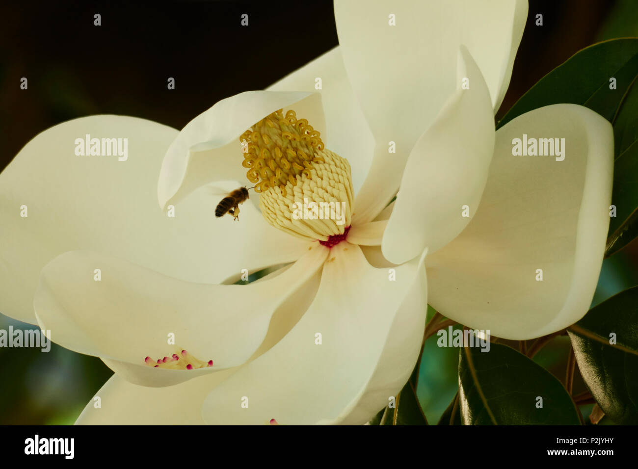 Bees collecting pollen from the Magnolia Grandiflora flower, also known ...