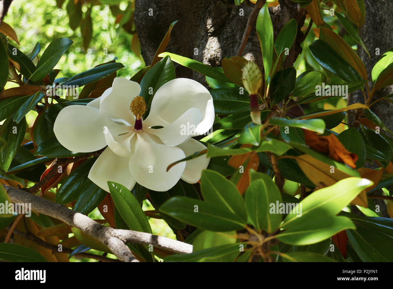 The flowering tree of the Magnolia Grandiflora also known as the ...