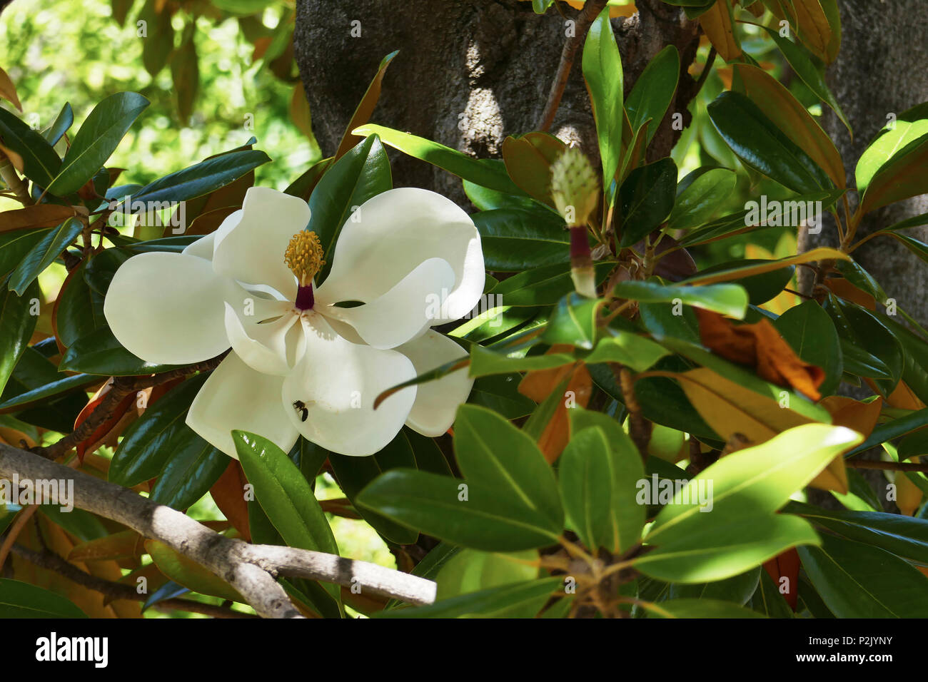 Bees collecting pollen from the Magnolia Grandiflora flower, also known ...