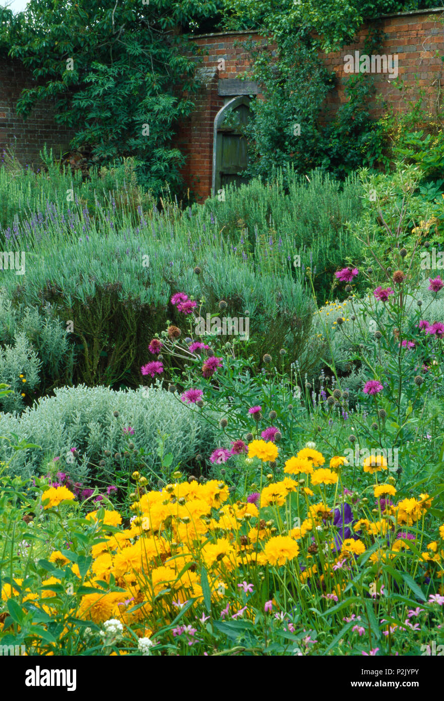 Yellow coreopsis and lavender in herbaceous border in a walled country ...