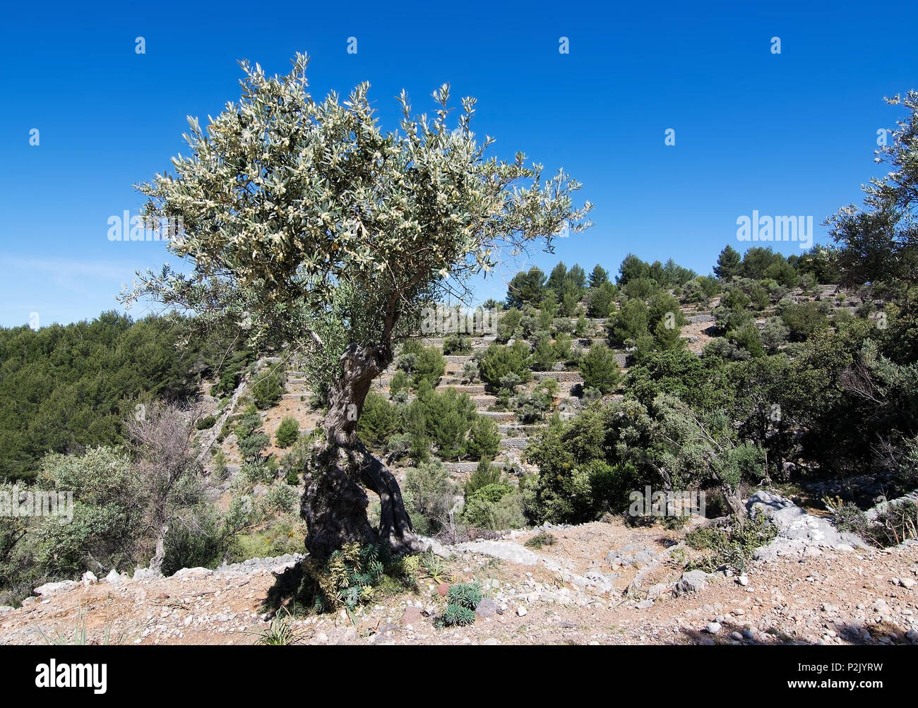 Olive tree in natural landscape view in Tramuntana mountains between ...