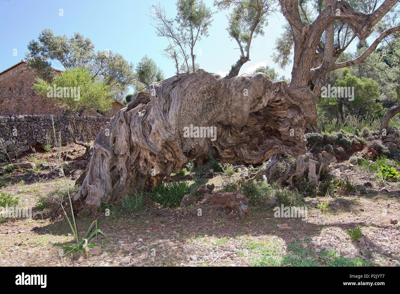 Olive tree in Tramuntana mountains between Soller and Cala Tuent ...