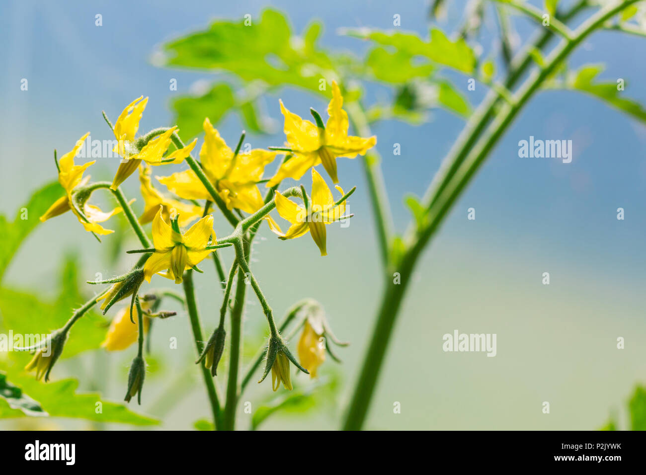 Closeup of blooming tomato in greenhouse in a bright sunny day with ...