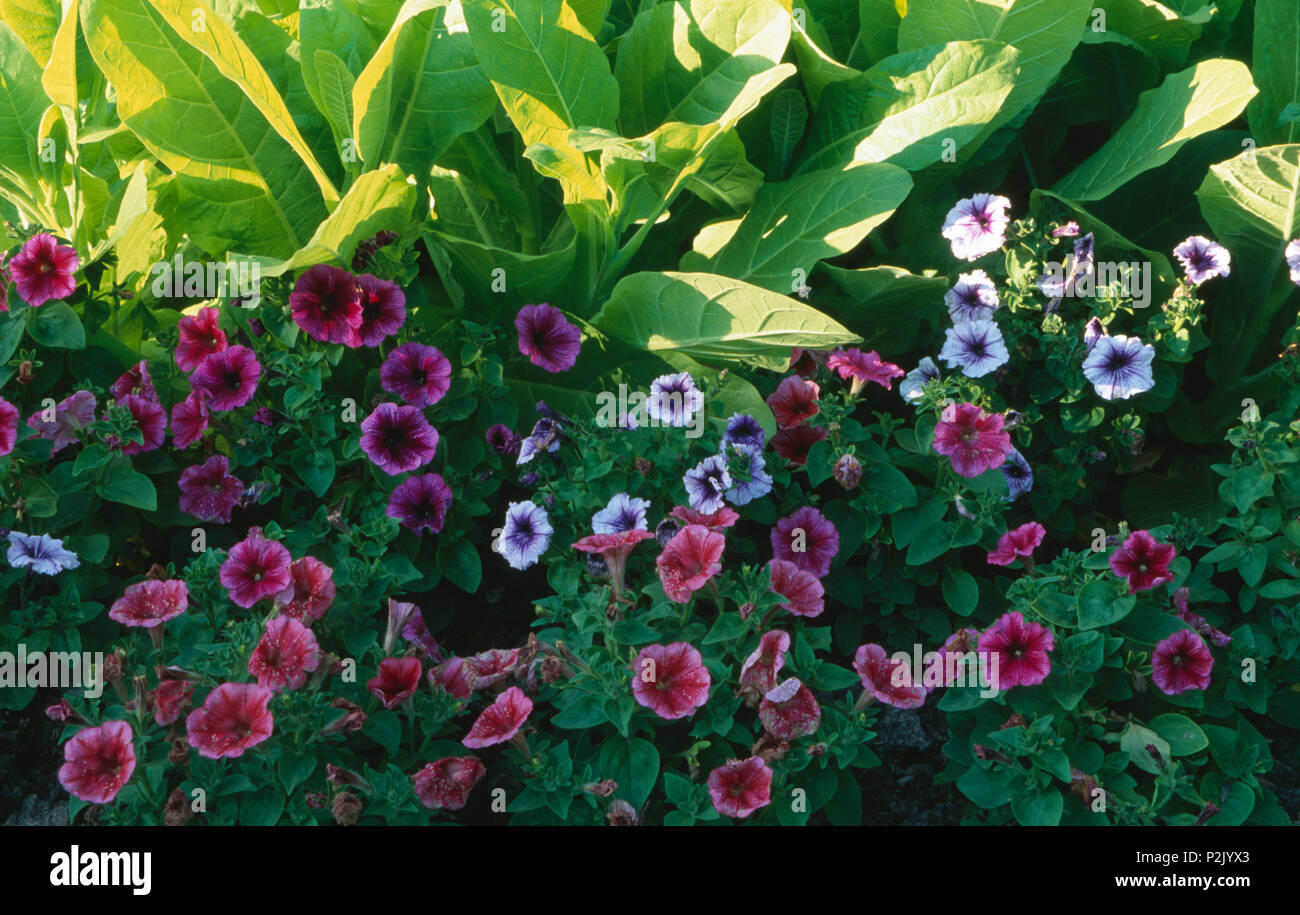 Close-up of pink and white petunias with variegated hostas Stock Photo ...