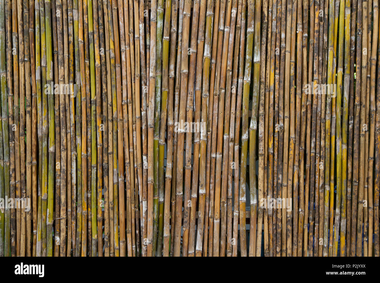 Bamboo wall texture or background Stock Photo - Alamy