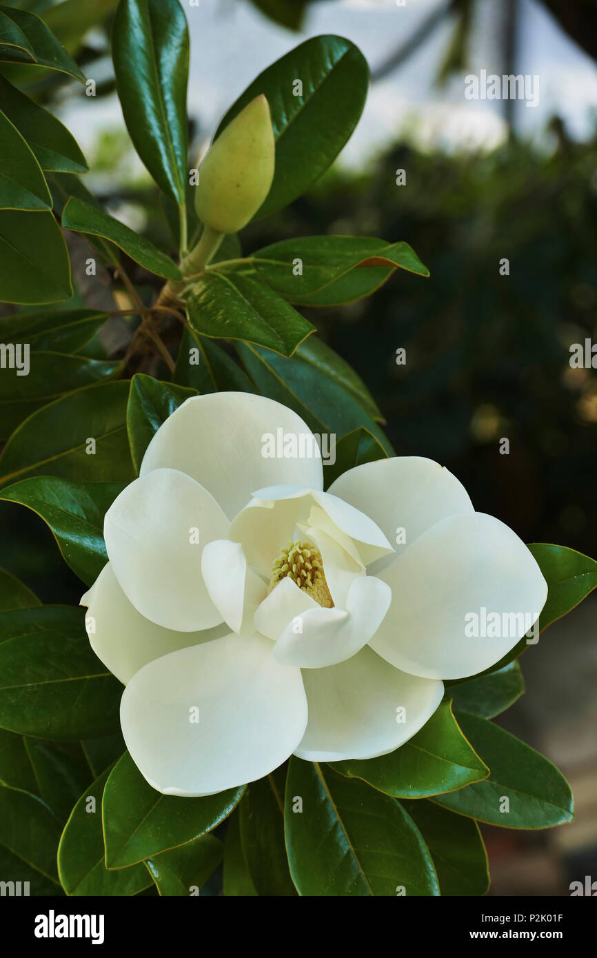 Evergreen magnolia tree hi-res stock photography and images - Alamy