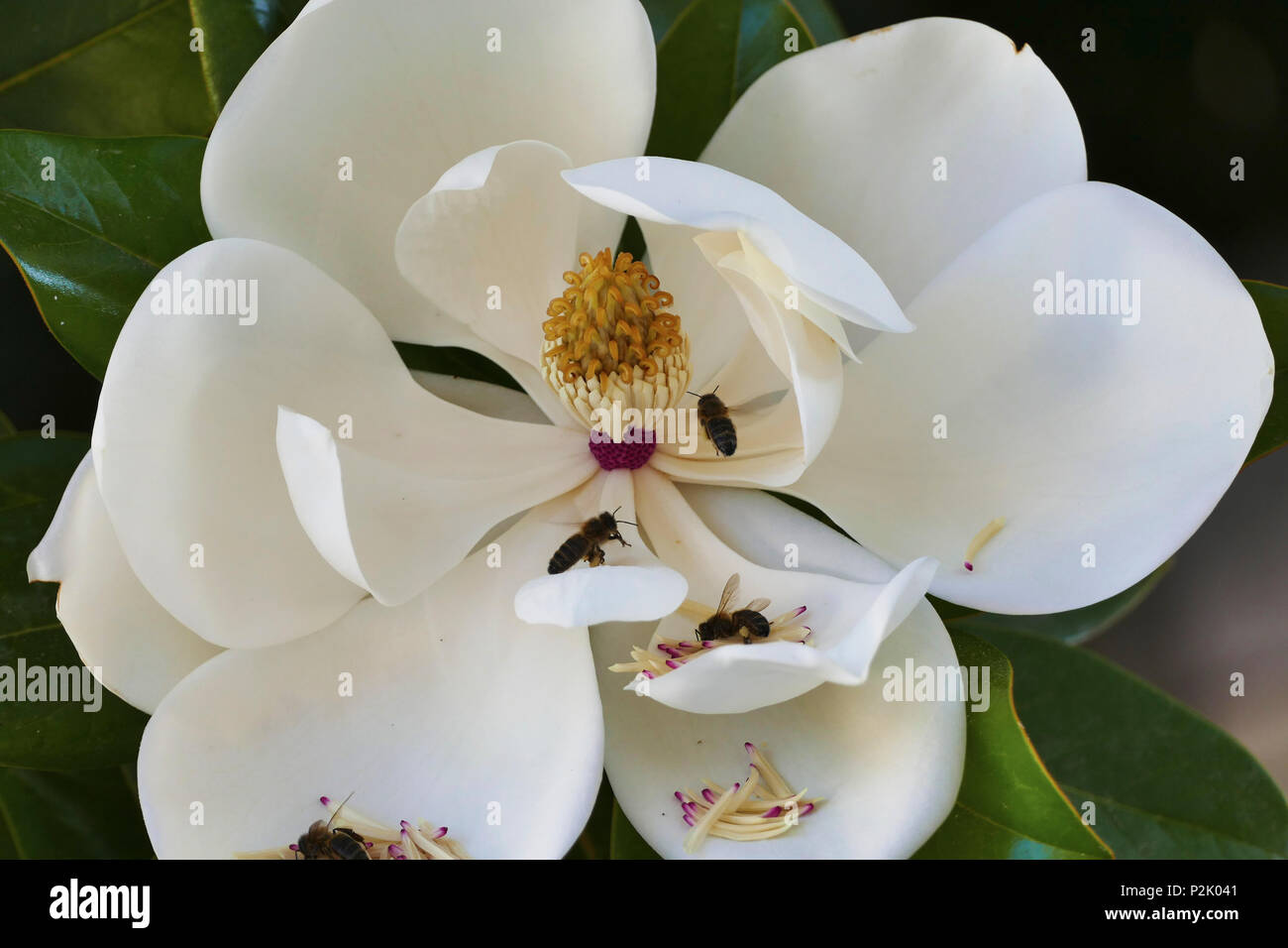 Bees collecting pollen from the Magnolia Grandiflora flower, also known ...