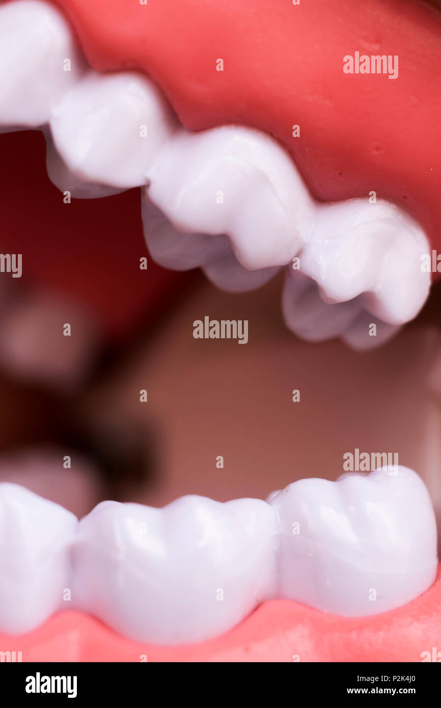 Dentist dental teeth teaching model showing each tooth and gum for ...