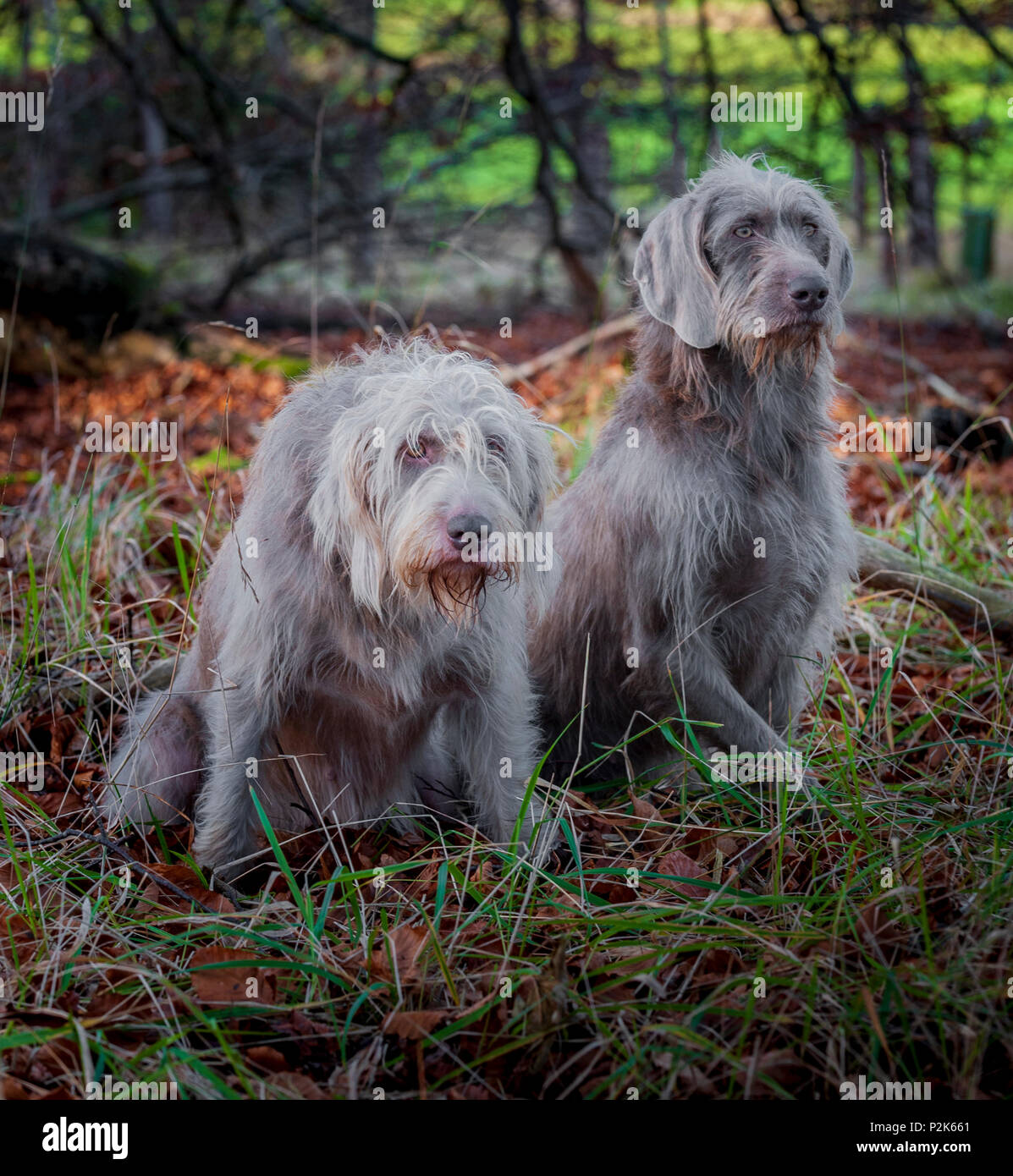 Slovakian rough haired pointer hi-res stock photography and images - Alamy