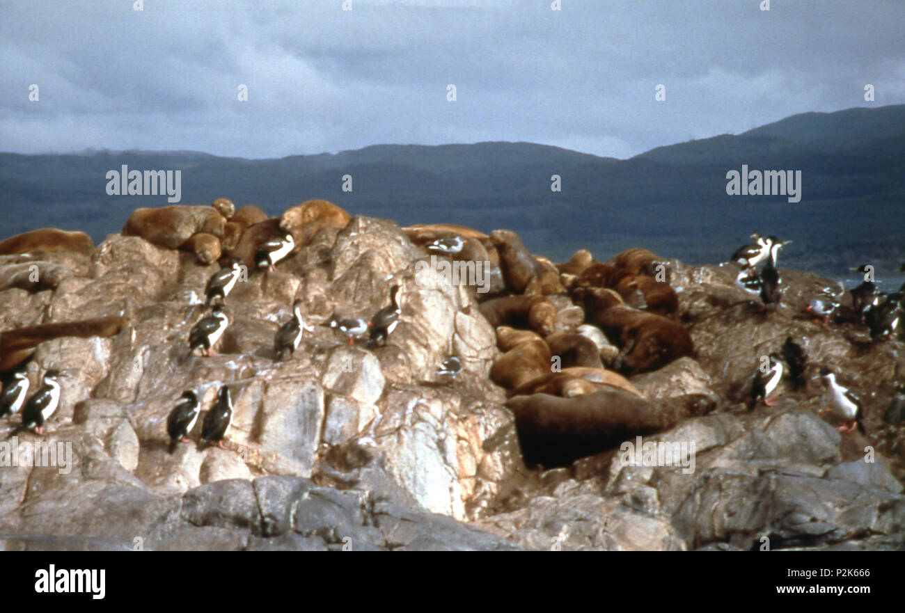 Sea Lion, Penguins, Beagle Channel, Argentina 1997 Stock Photo - Alamy