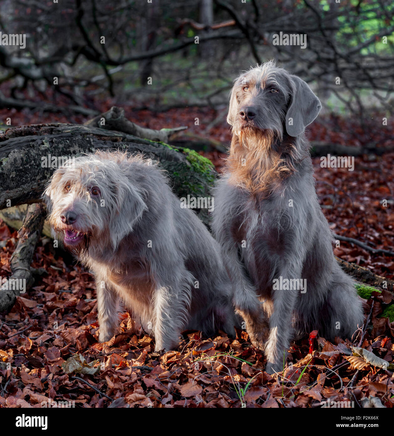 Slovak rough haired pointer hi-res stock photography and images - Alamy